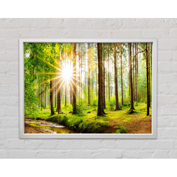 Union Rustic Sun Appearing Through The Trees In Britain - Einzelbildrahmen Kunstdrucke auf ...
